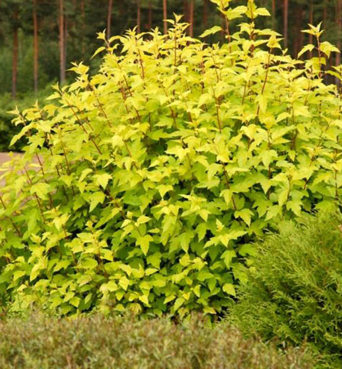 Tavola kalinolistá ´NUGGET´ 40-50 cm, kont. 2,5 l | Lumigreen.cz