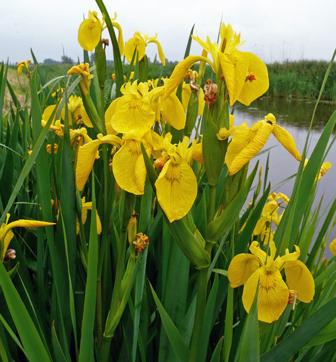 Kosatec žlutý, 10-15 cm, kont. 0,5 l | E-shop | LUMIGREEN.cz - Váš ...