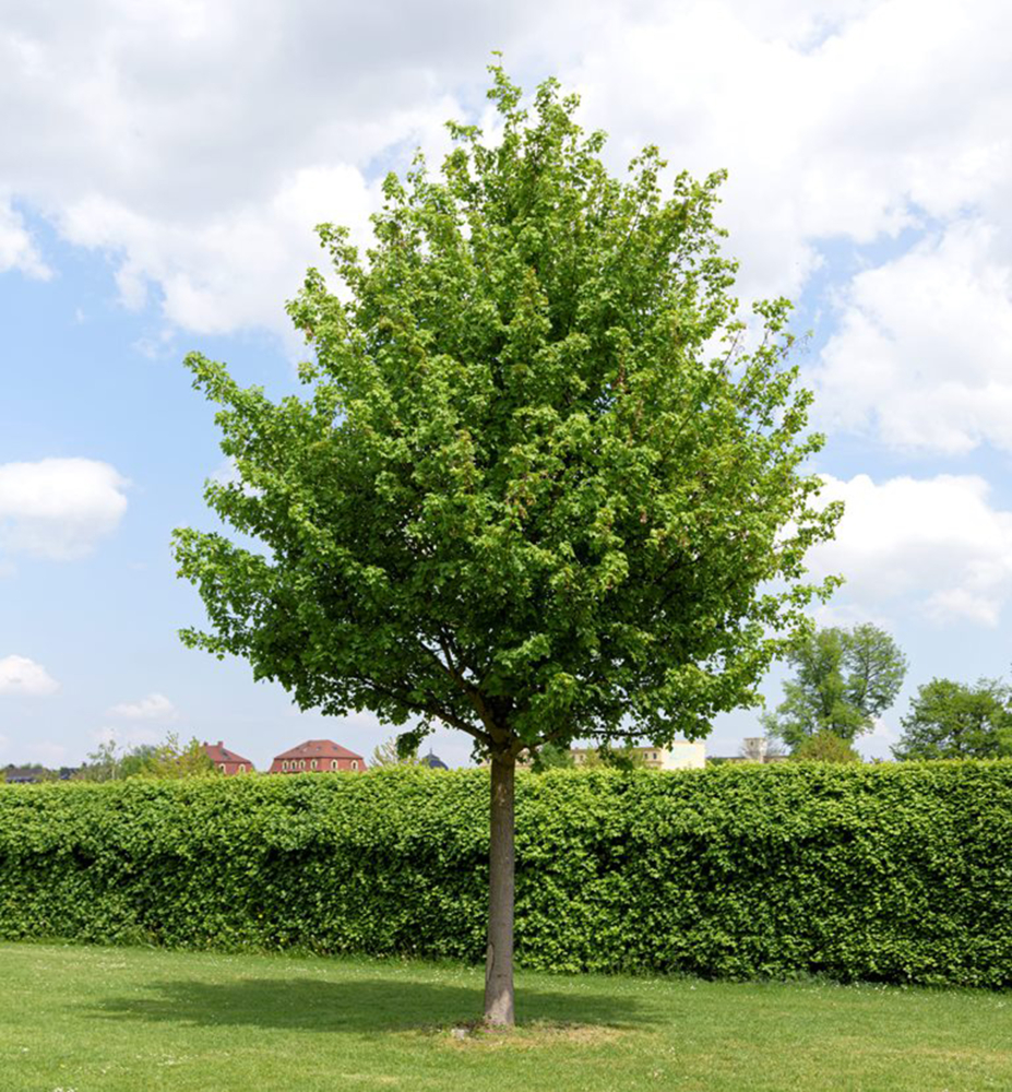 Javor babyka ´ELSRIJK´ 200-250 cm, kont. 15 l | Lumigreen.cz