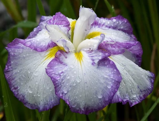 Kosatec japonský ´LIGHT AT DAWN´ kont. 1 l | Lumigreen.cz