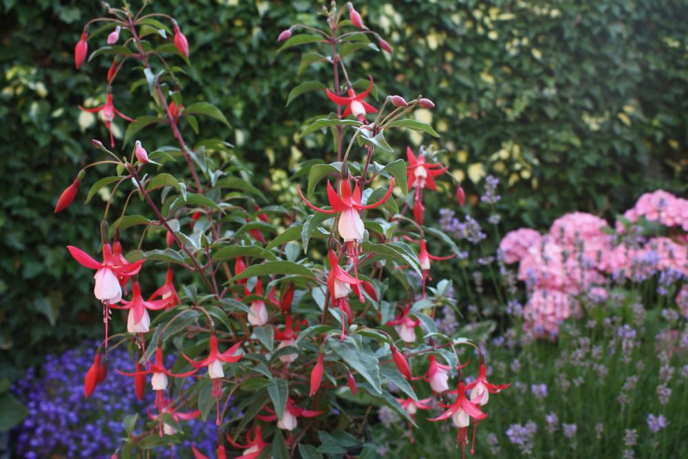 Fuchsia ´MADAME CORNELLISSEN´ kont. 0,5 l | Lumigreen.cz