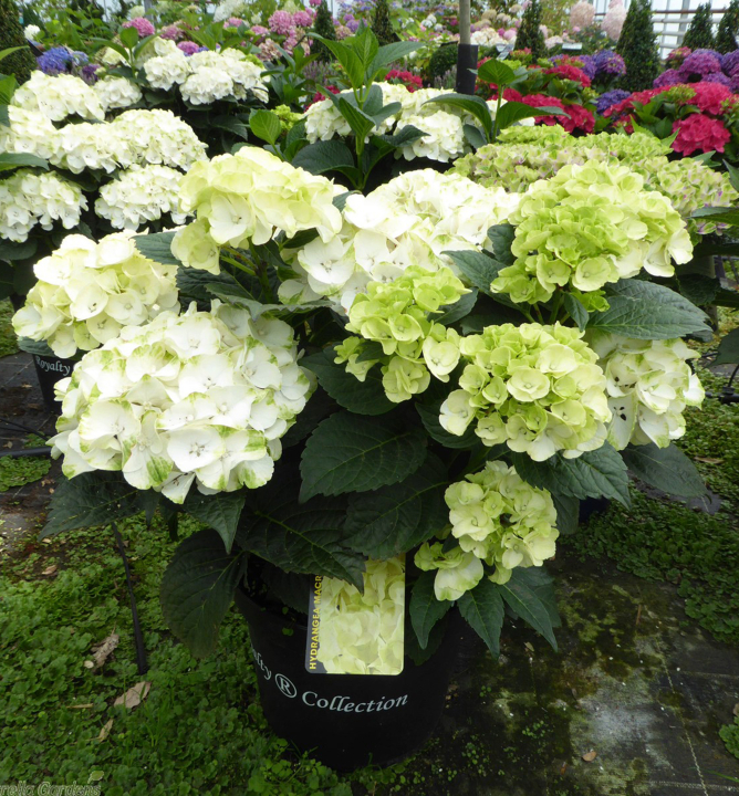 Hortenzie velkolistá ´CAIPIRINHA´ 10-15 cm, kont. 4 l | Lumigreen.cz