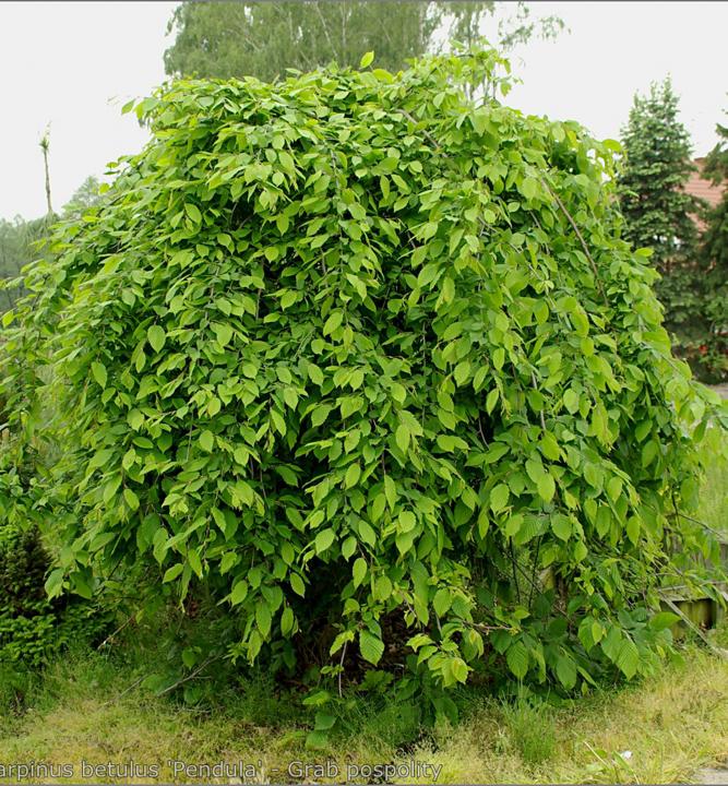 Habr obecný ´PENDULA´ na kmínku 150 cm, kont. 12 l | E-shop | LUMIGREEN ...