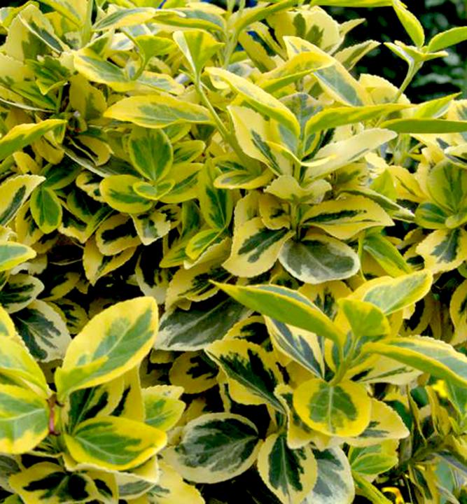 Brslen Fortuneův ´EMERALD´N GOLD´ 15-20 cm, kont. 1 l | E-shop ...