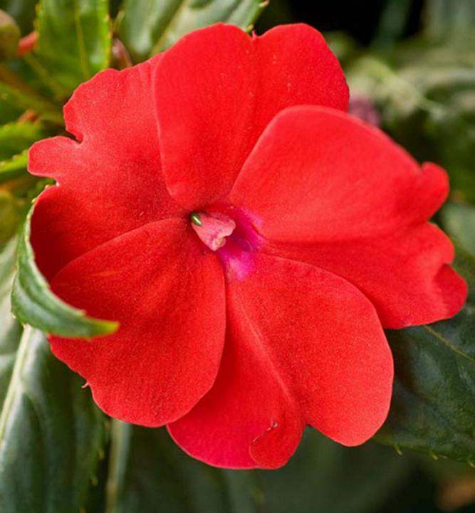 Netykavka vzpřímená ´SUNPATIENS COMPACT RED´®, kont. 0,3 l | Lumigreen.cz