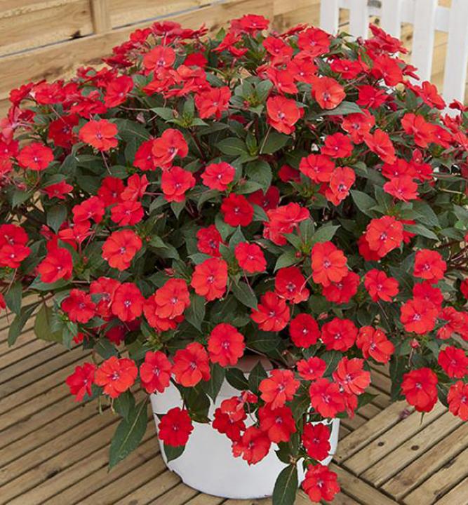 Netykavka vzpřímená ´SUNPATIENS COMPACT RED´®, kont. 0,3 l | Lumigreen.cz