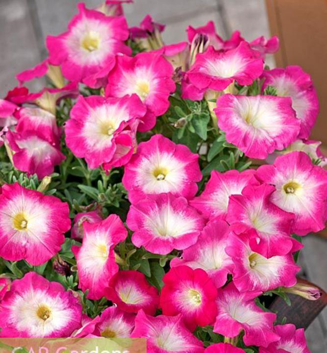 ZA006 Petunie převislá ´CASCADIAS® FANTASY HOT PINK´ | E-shop ...