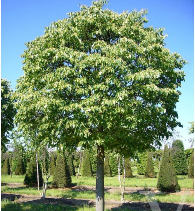 Lípa srdčitá ´GREEN GLOBE´ na kmínku 120 cm, kont. 10 l | E-shop ...