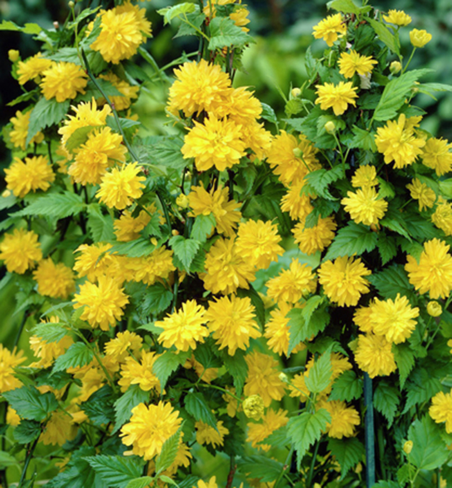 Zákula japonská ´PLENIFLORA´ 20-30 cm, kont. 2,5 l | Lumigreen.cz
