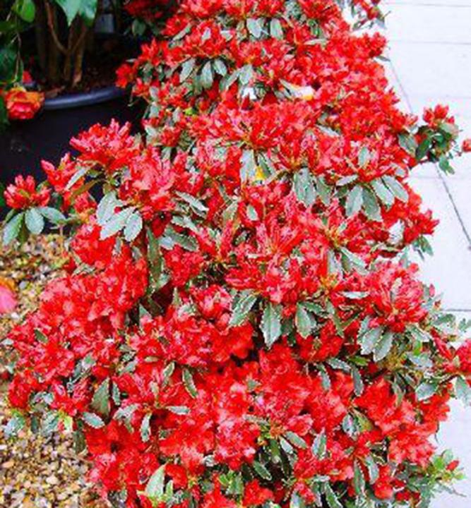 Azalka japonská ´HOT SHOT VARIEGATA´ 20-30 cm, kont. 2 l | E-shop ...