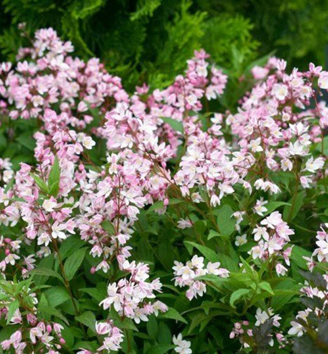 Trojpuk růžový 'CARMINEA' 50-60 cm, kont. 2,5 l | Lumigreen.cz