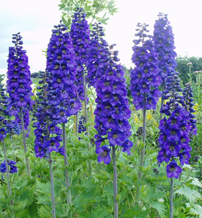 Ostrožka (stračka) ´BLACK KNIGHT PREMIUM´, kont. 1l | E-shop ...