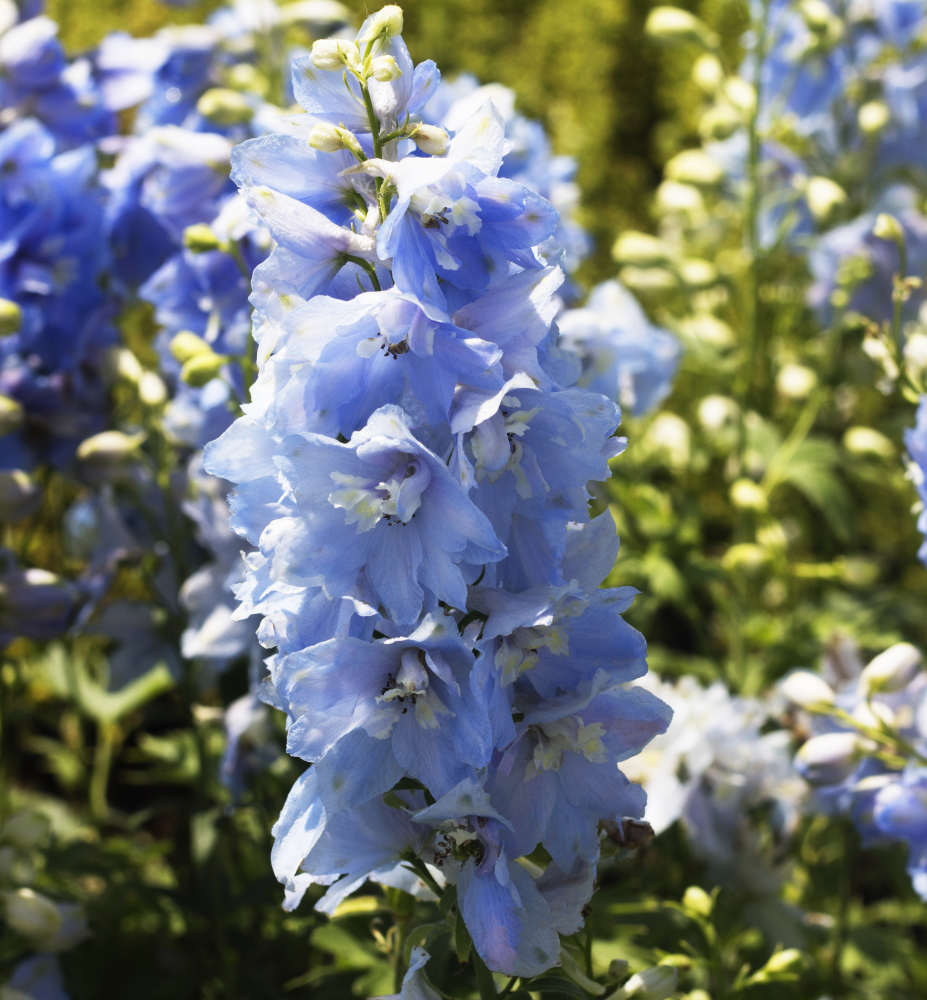 Ostrožka (stračka) ´SUMMER SKIES PREMIUM´ kont. 0,5 l | Lumigreen.cz