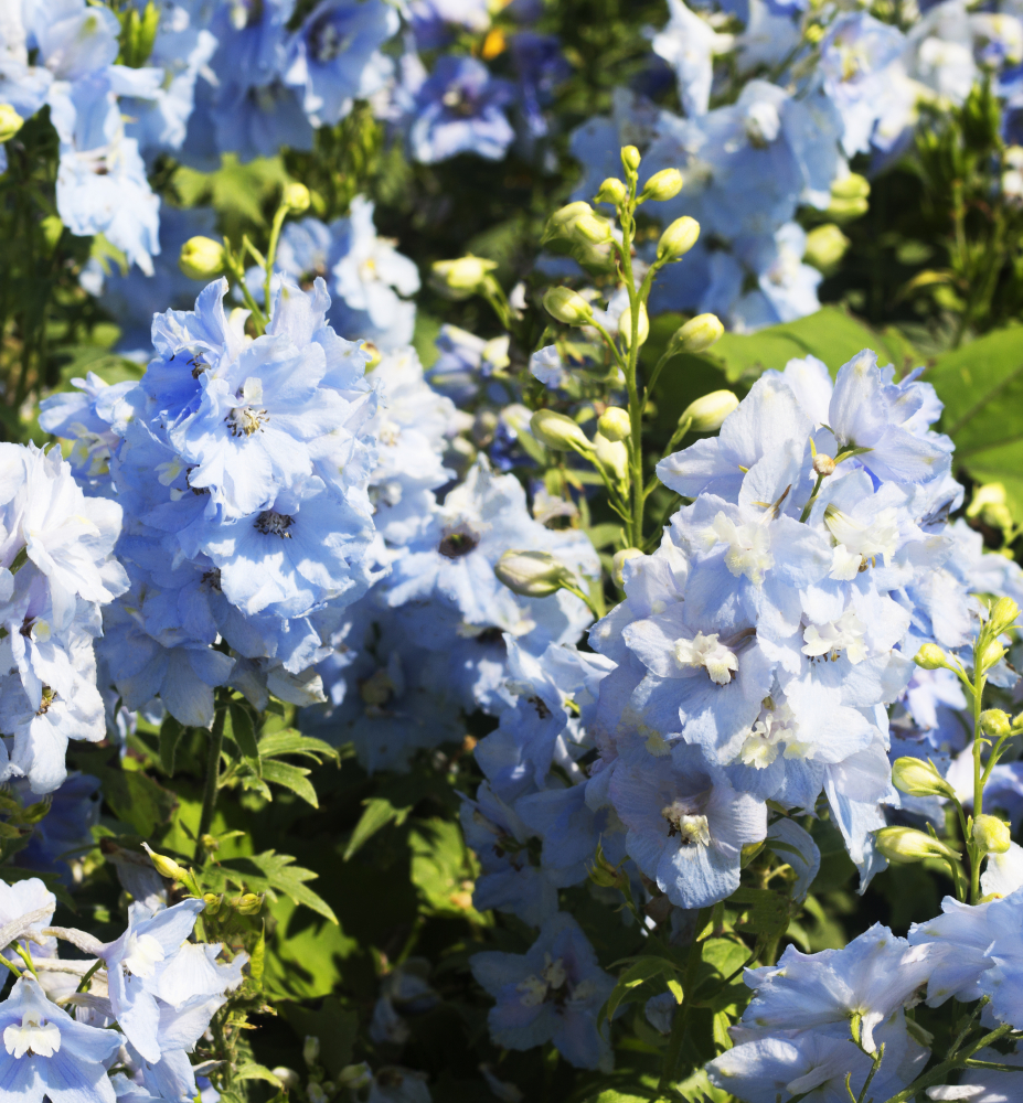 Ostrožka (stračka) ´SUMMER SKIES PREMIUM´ kont. 0,5 l | Lumigreen.cz