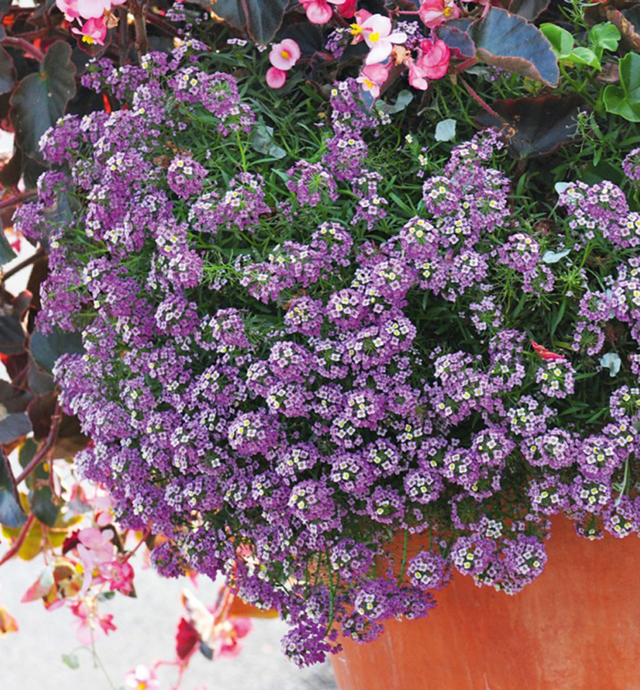 Lobularia převislá ´DEEP LAVENDER STREAM´ | E-shop | LUMIGREEN.cz - Váš ...