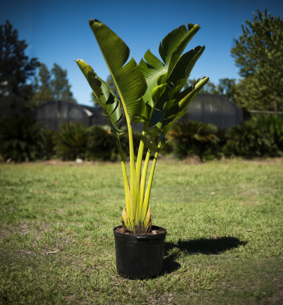 Strelícia nicolai 100-110 cm, kont. 6 l | Lumigreen.cz