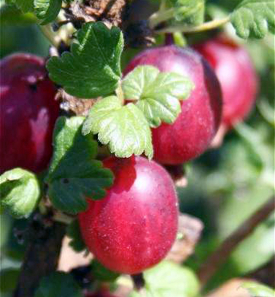 Angrešt stromkový beztrnný rezistentní ´PAX´ na kmínku 60 cm, zemní bal ...