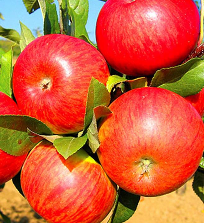 Jabloň zimní ´TOPAZ´,150-170 cm, podn. MM106, prostok. | E-shop ...