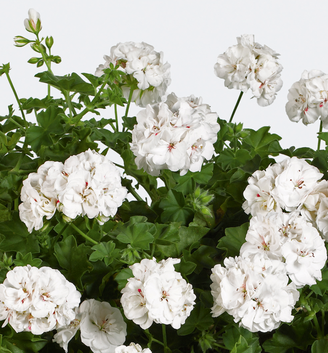 Pelargonie převislá ´WHITE PEARL®´ 15-20 cm, kont. 0,8 l | E-shop ...