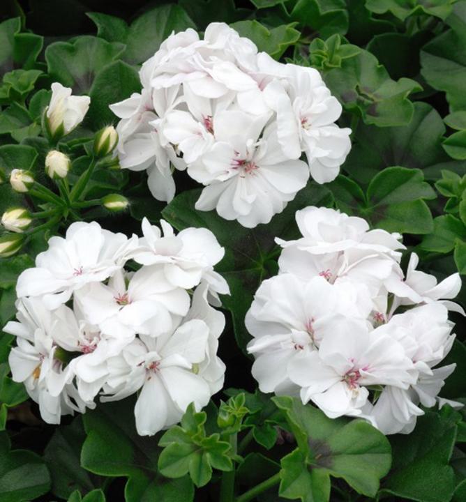Pelargonie převislá ´WHITE PEARL®´ 15-20 cm, kont. 0,8 l | E-shop ...