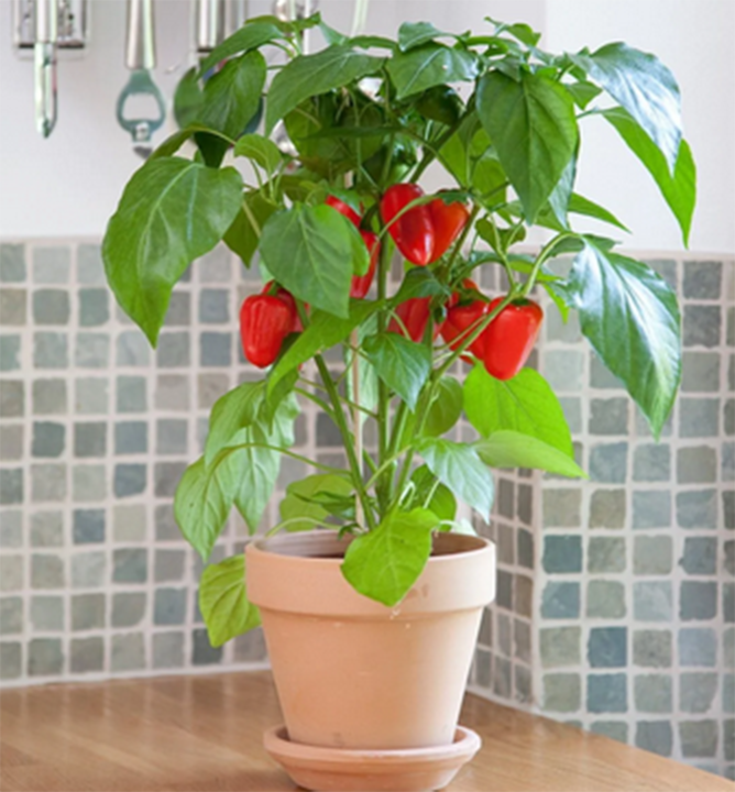 Paprika sladká ´SNACK RED´ 15-20 cm, kont. 1 l | Lumigreen.cz