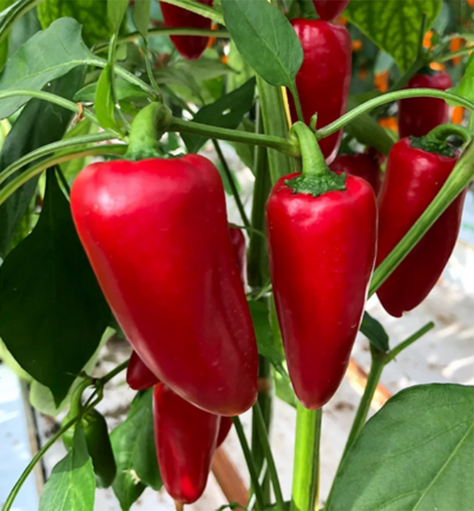 Paprika sladká ´SNACK RED´ 15-20 cm, kont. 1 l | Lumigreen.cz
