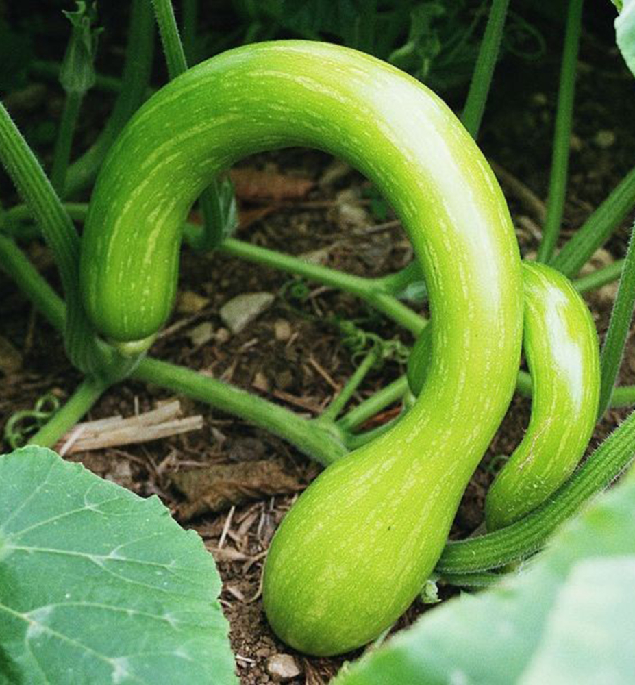 DÝNĚ ´TROMBETTA DI ALBENGA´ kont. 0,5 l | Lumigreen.cz