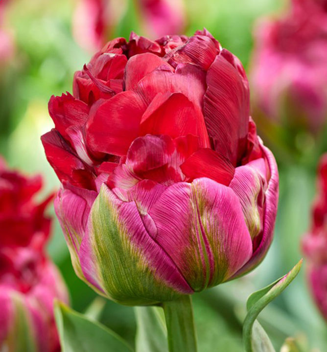 Tulipán ´ICE CREAM CRANBERRY´ 3 ks v kont. 0,5 l | Lumigreen.cz