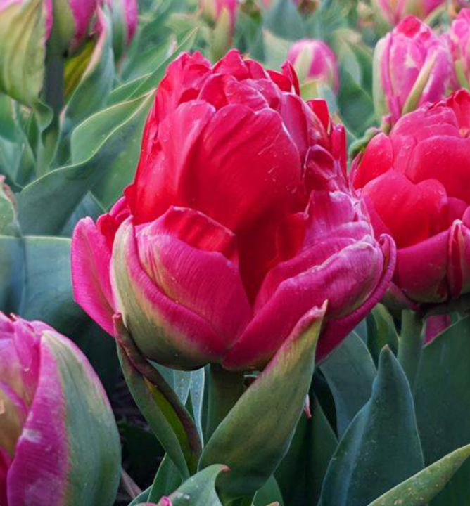 Tulipán ´ICE CREAM CRANBERRY´ 3 ks v kont. 0,5 l | Lumigreen.cz