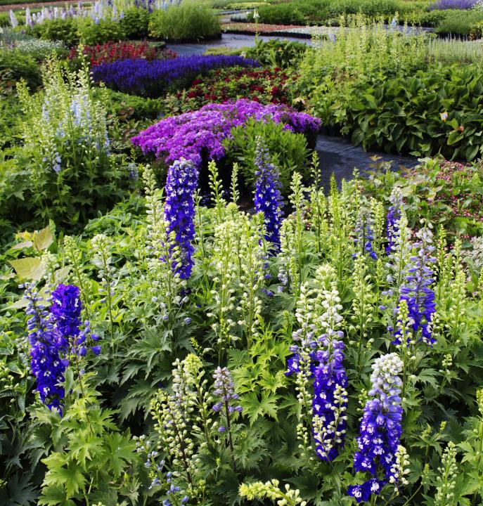 Ostrožka (stračka) ´MAGIC FOUNTAINS DARK BLUE/WHITE BEE´, kont. 0,5 l ...