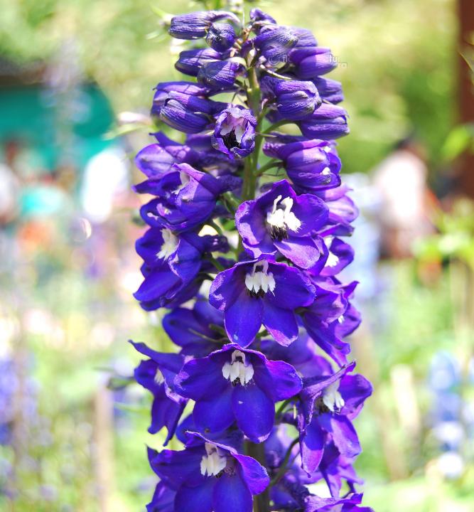 Ostrožka (stračka) ´MAGIC FOUNTAINS DARK BLUE/WHITE BEE´ kont. 0,5 l ...