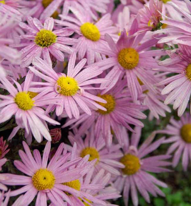 Chryzantéma (listopadka) ´CLARA CURTIS´ kont. 0,5 l | Lumigreen.cz