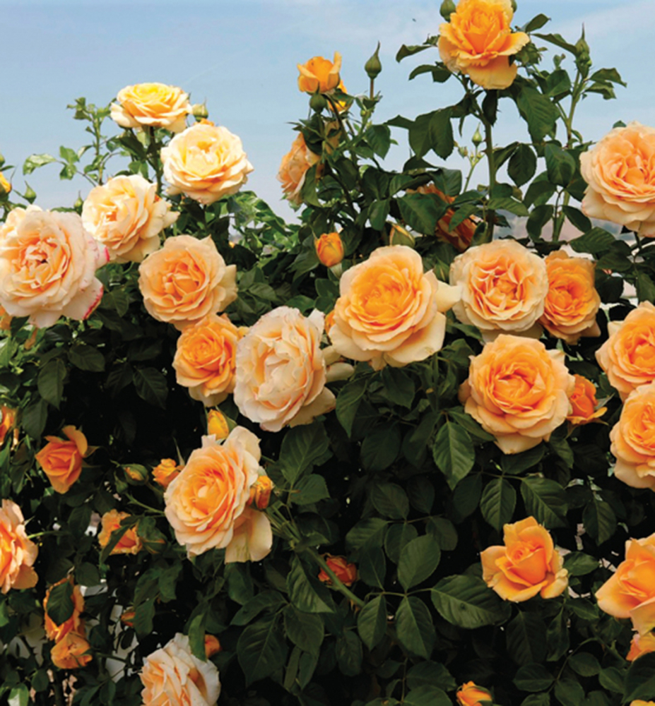 Růže pnoucí ´ORANGE CLIMBER´ ** 60-70 cm, kont. 2 l | Lumigreen.cz