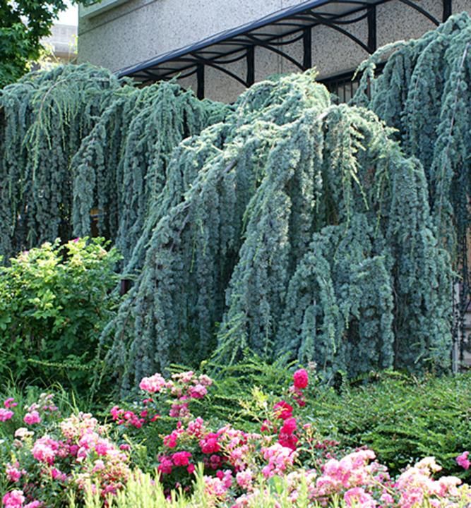 Cedr atlaský převislý ´GLAUCA PENDULA´ 100-125 cm, kont. 10 l | E-shop ...