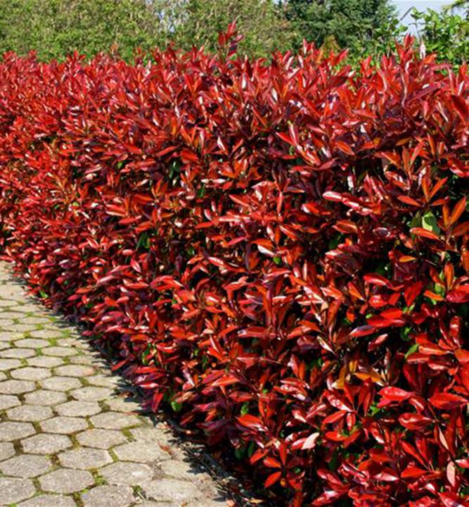 Blýskavka Fraserova ´LITTLE RED ROBIN´ 20-30 cm, kont. 1,4 l | E-shop ...