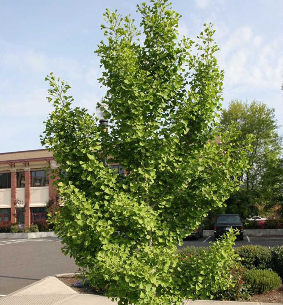 Ginkgo biloba (Jinan dvoulaločný) 50-60 cm, kont. 3 l | Lumigreen.cz