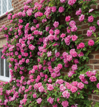 Pnoucí růže | E-shop | Lumigreen.cz