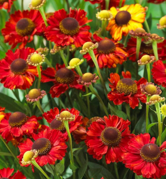 Podzimní trvalky | E-shop | LUMIGREEN.cz - Váš oblíbený internetový ...