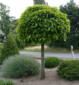 Katalpa zakrslá ´NANA´ obvod kmínku 8-10 cm, 180-200 cm, kont. 18 l | E ...